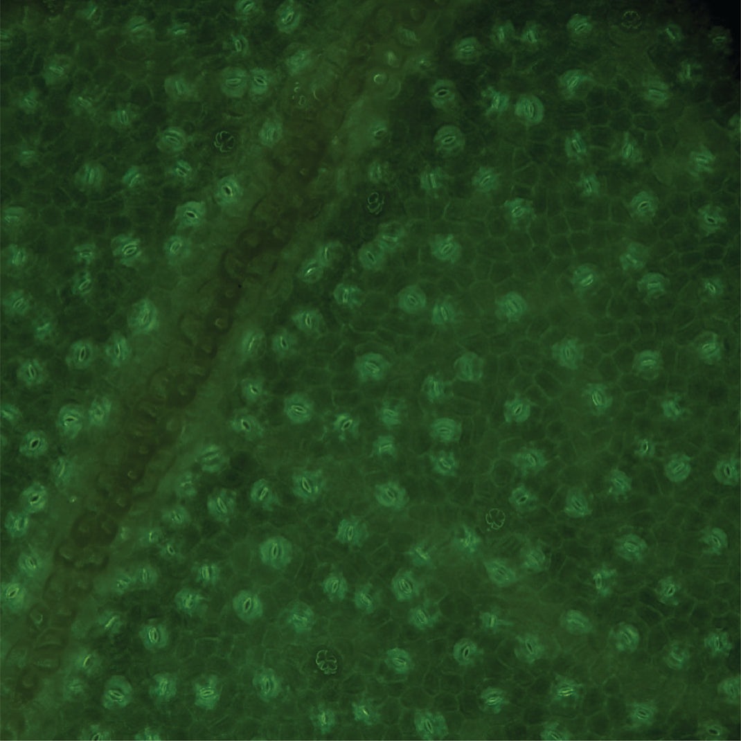 Soil Food Web Microscope Kits – LW Scientific